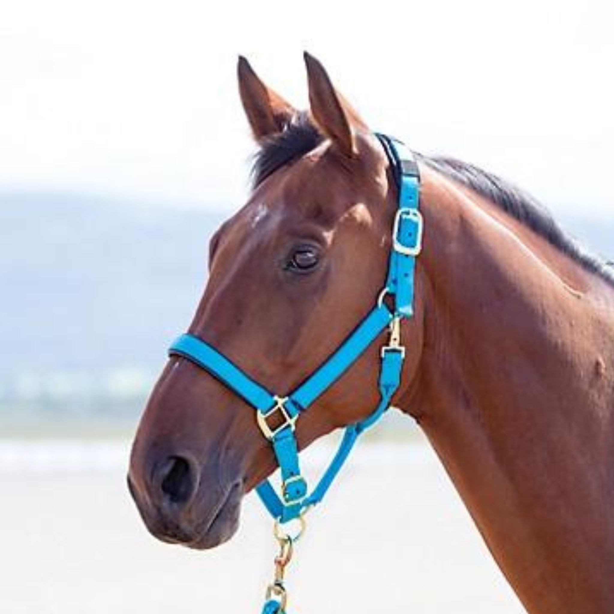 NYLON HALTERS – The Vermont Horse Country Store
